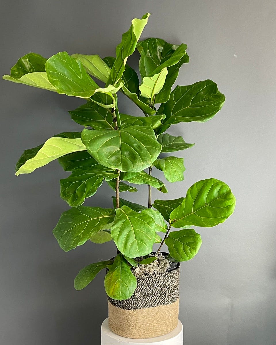 Green Plants | Plant Delivery Maryland | WildFlower Stem + Sundry