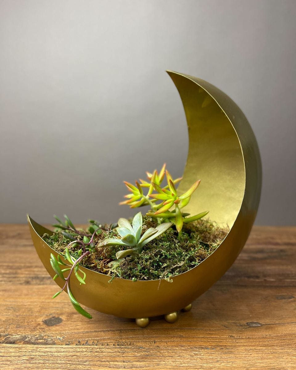 Succulent Plants | Plant Delivery Maryland | WildFlower Stem + Sundry