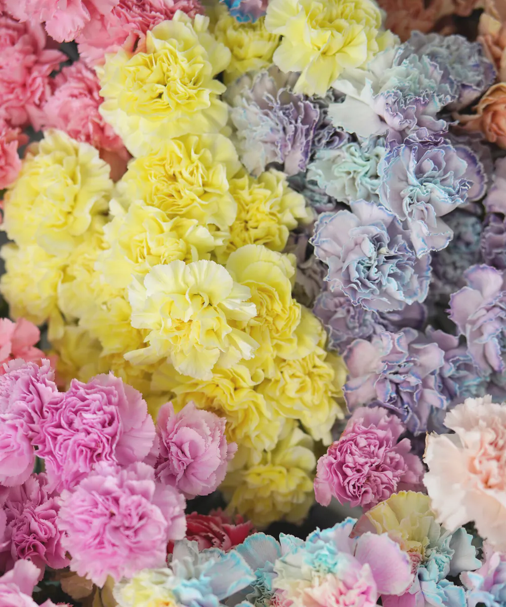 Carnations | Annapolis-Glen Burnie (MD) Bulk Flowers Delivered | WildFlower