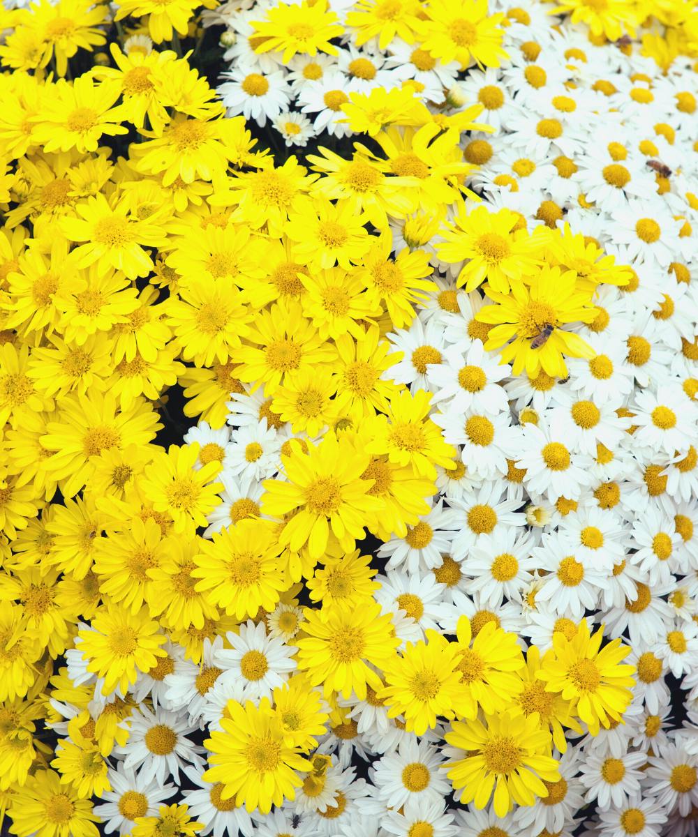 Daisy Mums | Annapolis- Baltimore (MD) Bulk Flowers Delivered | WildFlower