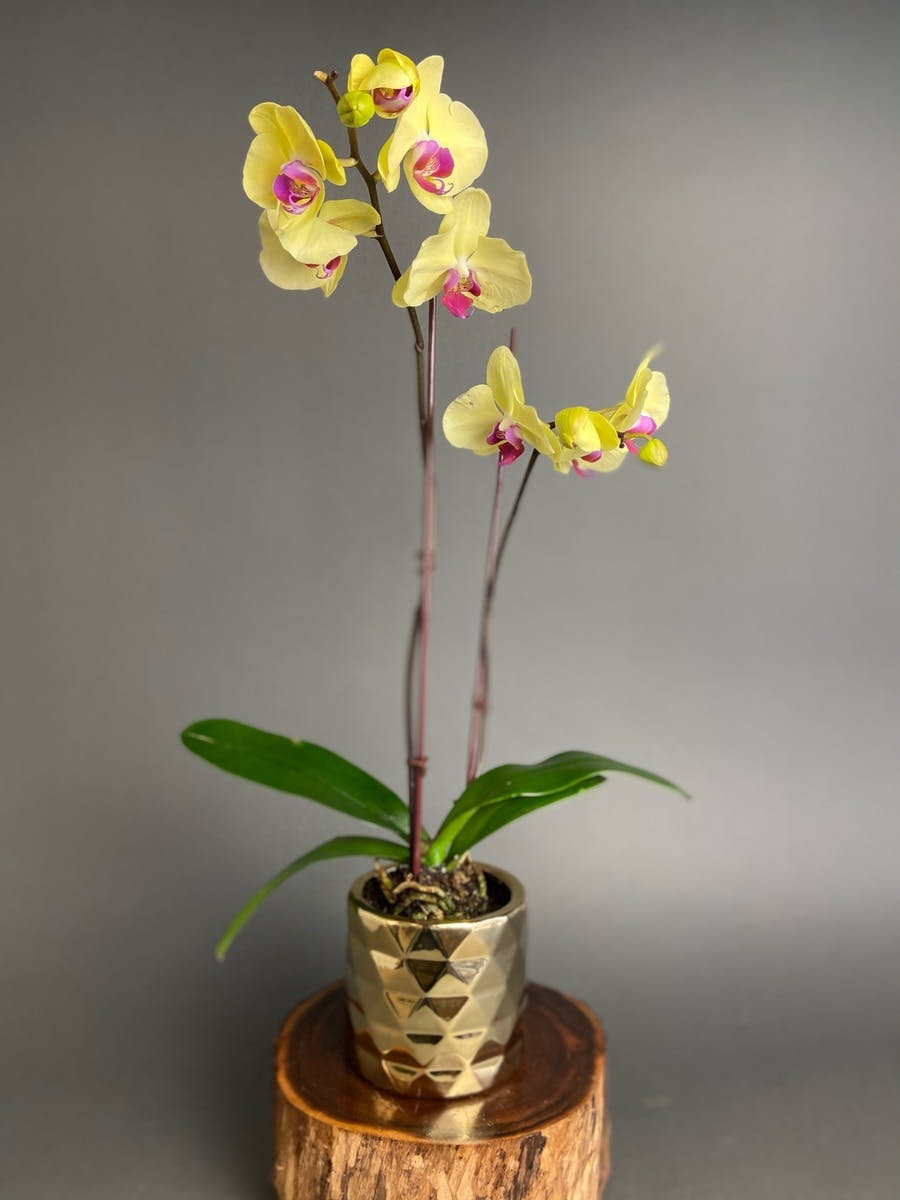 Golden Yellow Orchid | Orchid Plant Delivery (MD) WildFlower