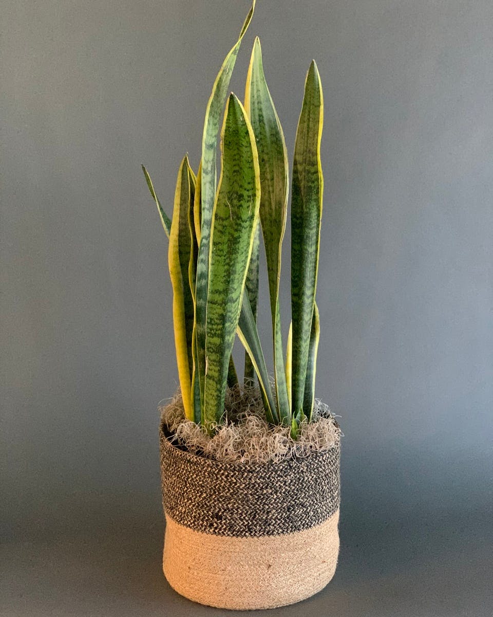 Green Plants | Plant Delivery Maryland | WildFlower Stem + Sundry