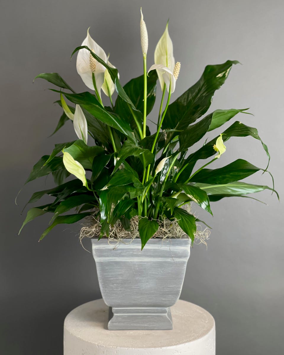 Green Plants | Plant Delivery Maryland | WildFlower Stem + Sundry