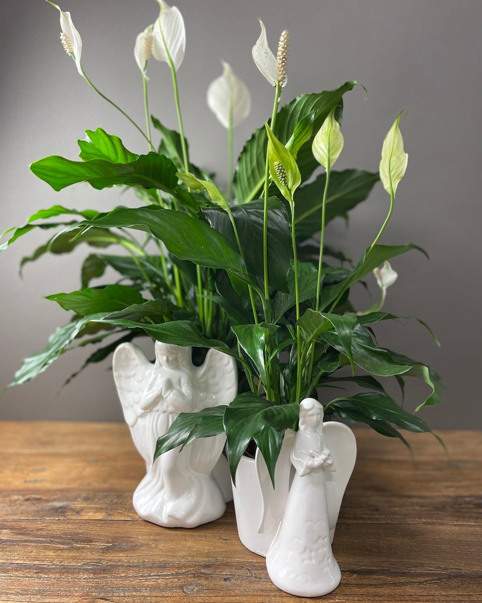 Lovely Spathiphyllum Plant | Green Plant Delivery (MD) WildFlower