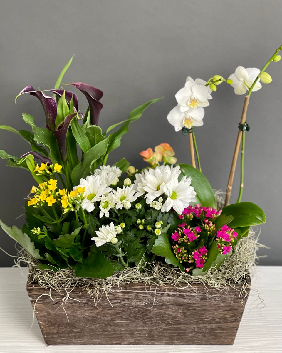 Stylish Plant Assortment | Flowering Plant Delivery (MD) WildFlower