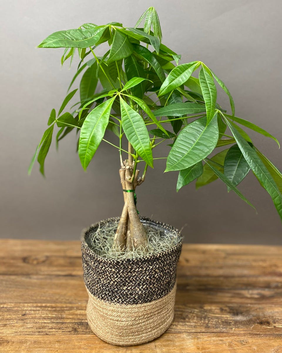 Money Tree | Green Plant Delivery (MD) WildFlower Stem + Sundry