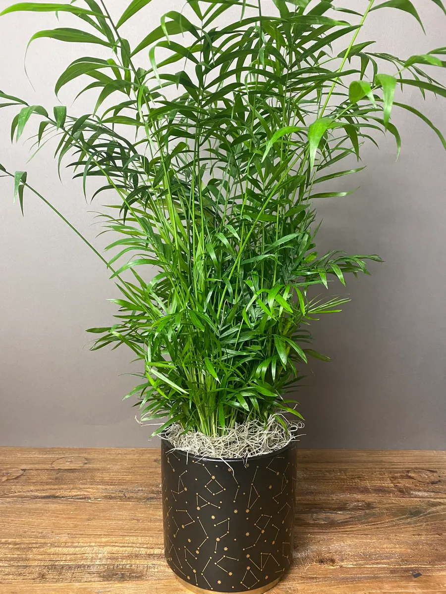 Pisces Zodiac Plant - Bella Palm | Glen Burnie - Annapolis (MD) Plant ...