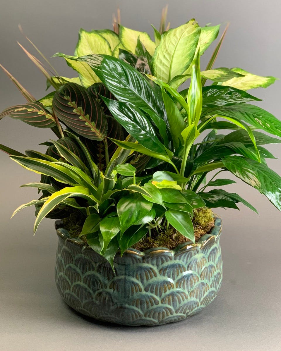 Green Plants | Plant Delivery Maryland | WildFlower Stem + Sundry