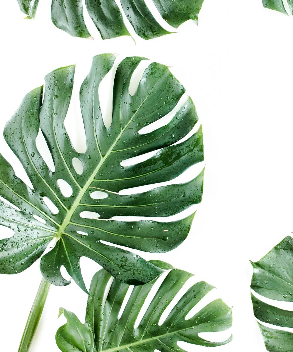 Monstera Leaves | Baltimore - Annapolis (MD) Plant Delivery | WildFlower