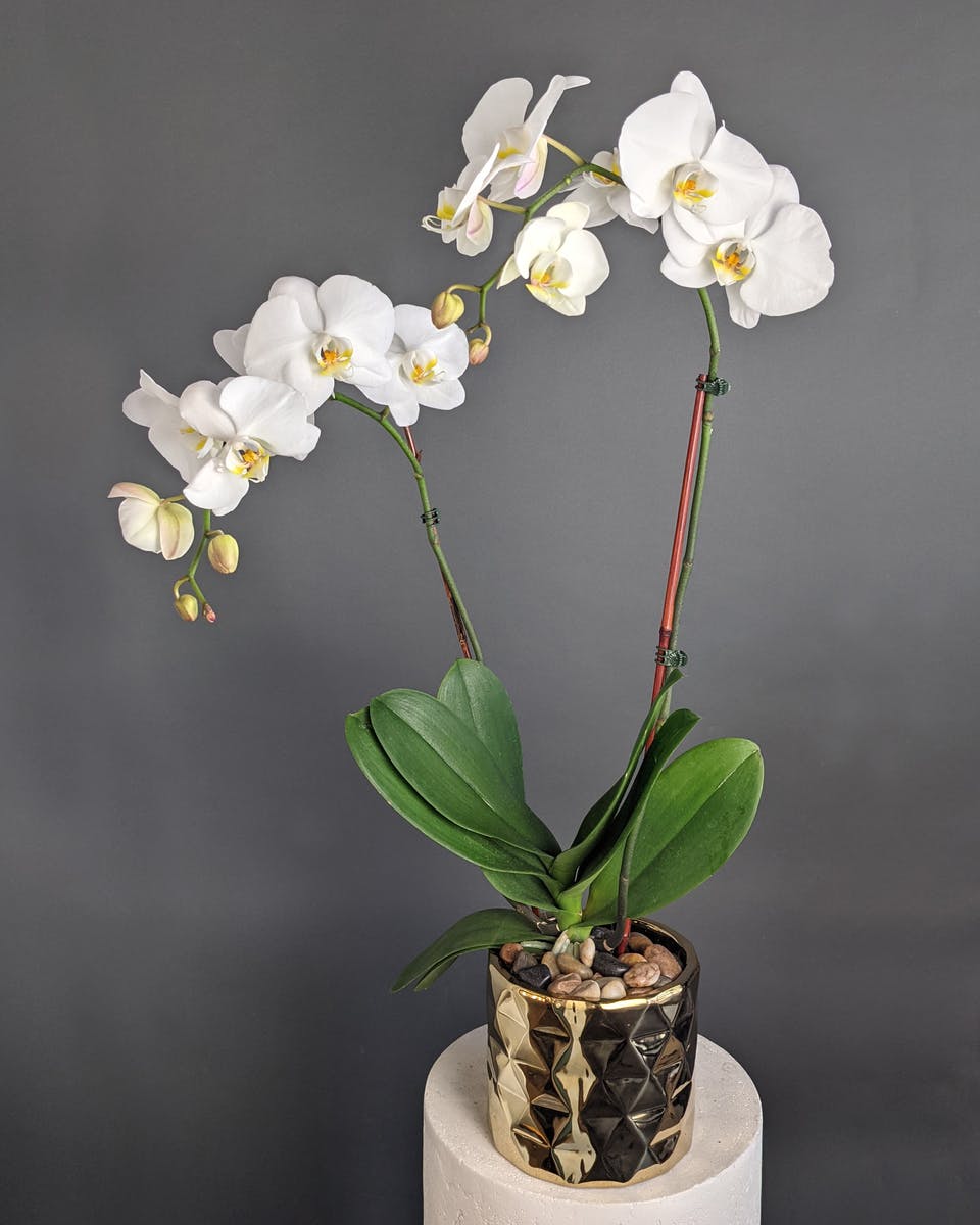 Orchid Plants | Plant Delivery Maryland | WildFlower Stem + Sundry
