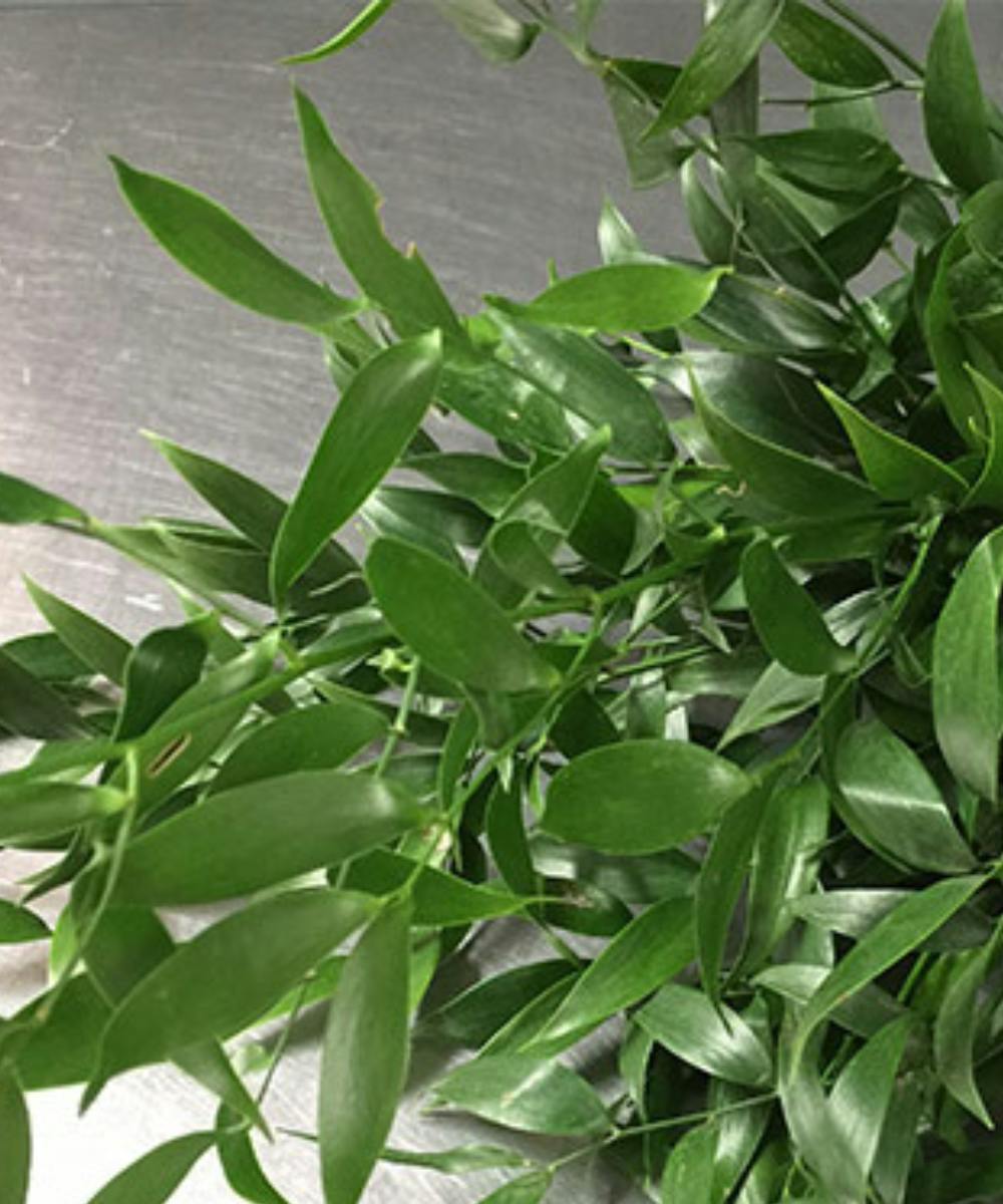 Ruscus - Tall Italian