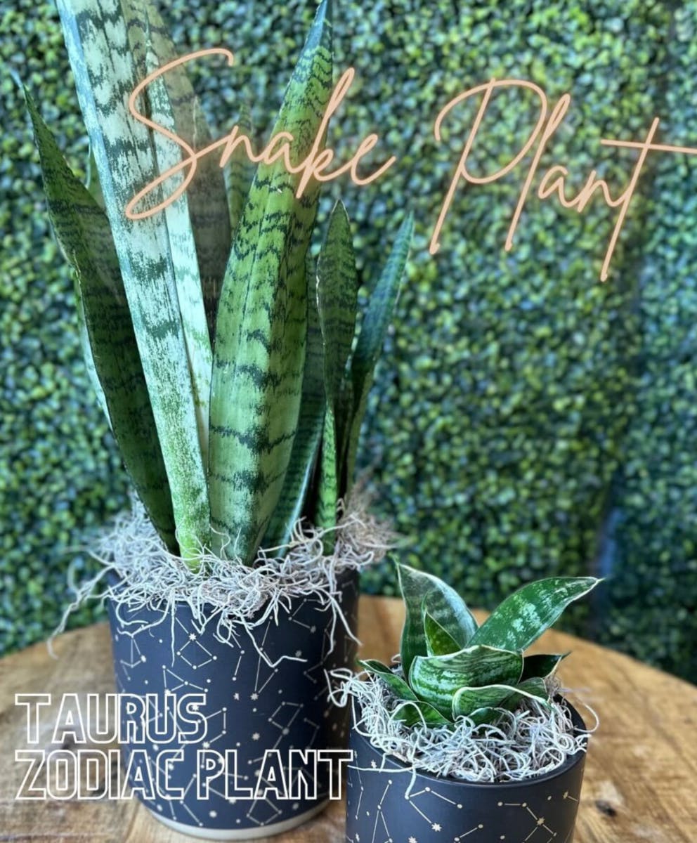 Taurus Zodiac Plant - Snake Plant | Baltimore - Annapolis (MD) Plant ...