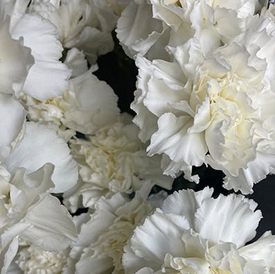 Bulk Carnations - White